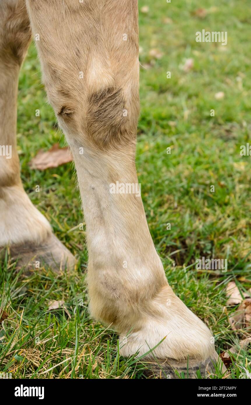 Horse Anatomy Hooves Hi res Stock Photography And Images Alamy