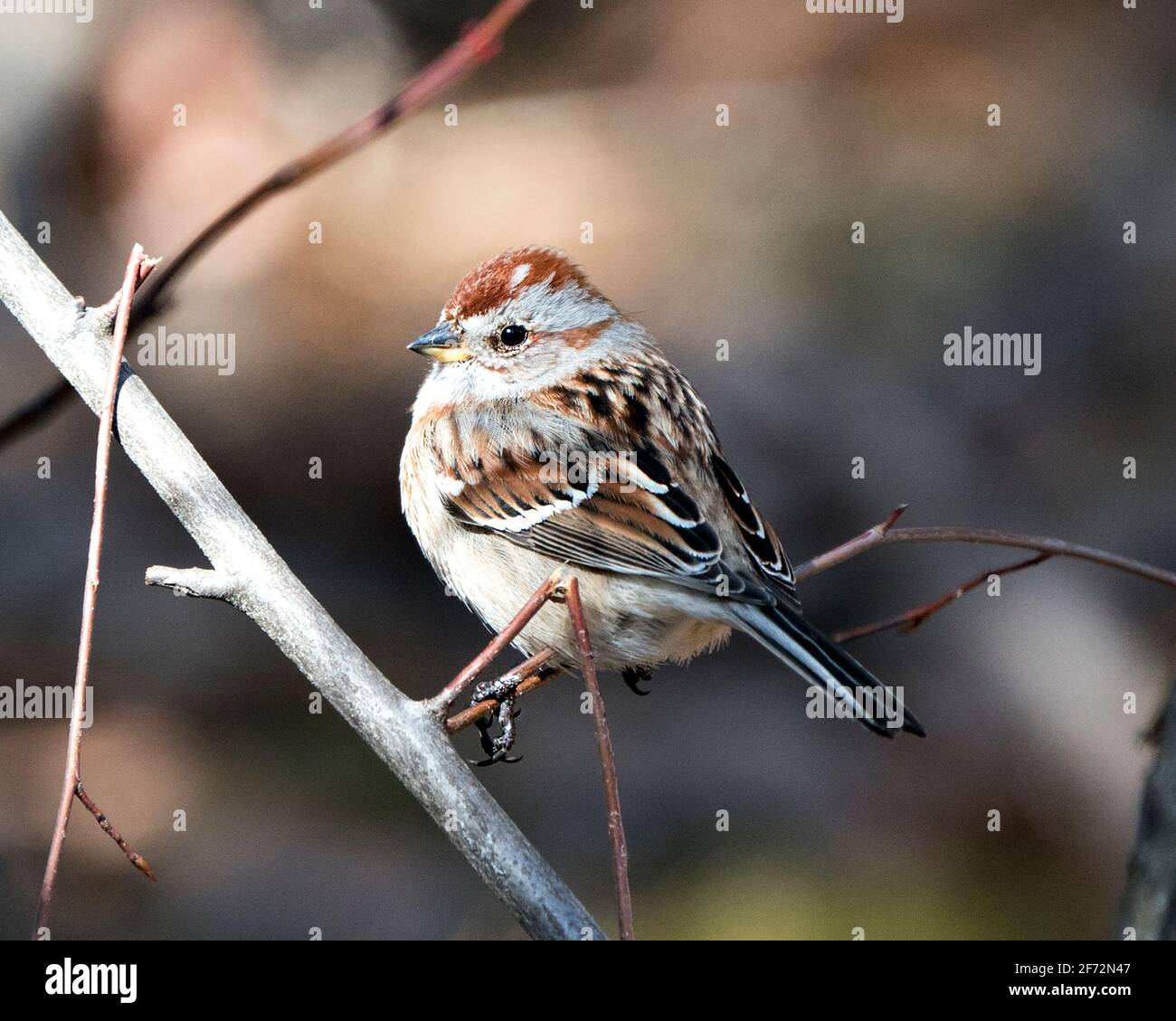 Chipping sparrow postal card picture hi-res stock photography and ...