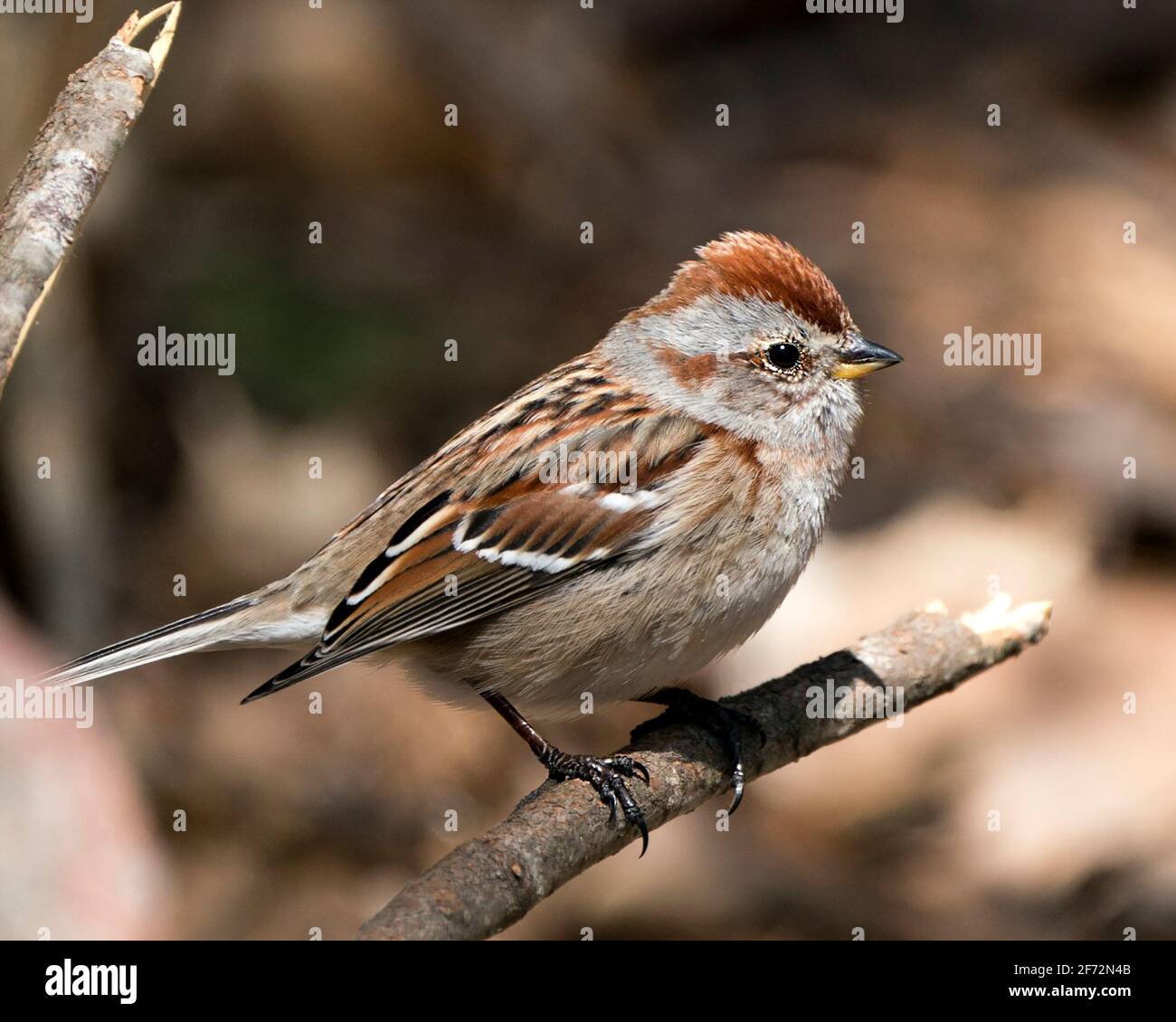 Chipping sparrow postal card picture hi-res stock photography and ...