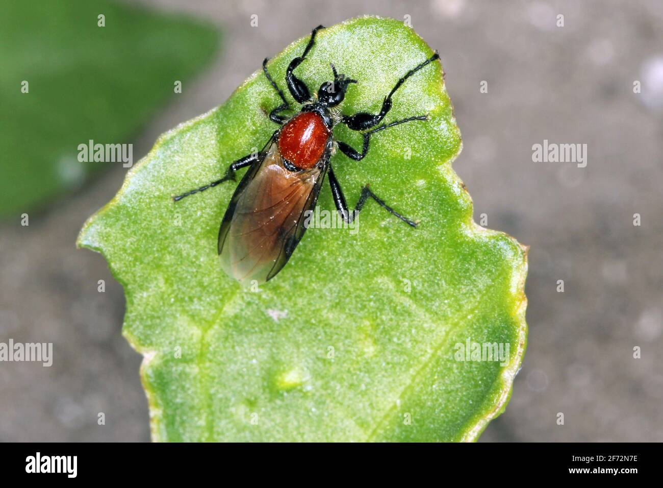 Bibio hortulanus is a fly from the family Bibionidae called March flies ...