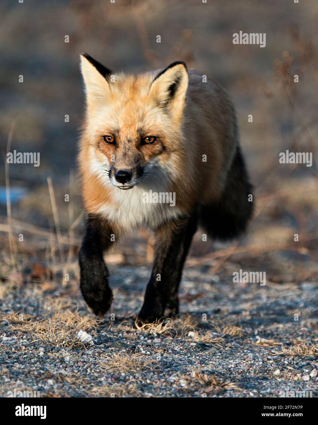Red Fox close-up profile front view in the spring season with blur ...