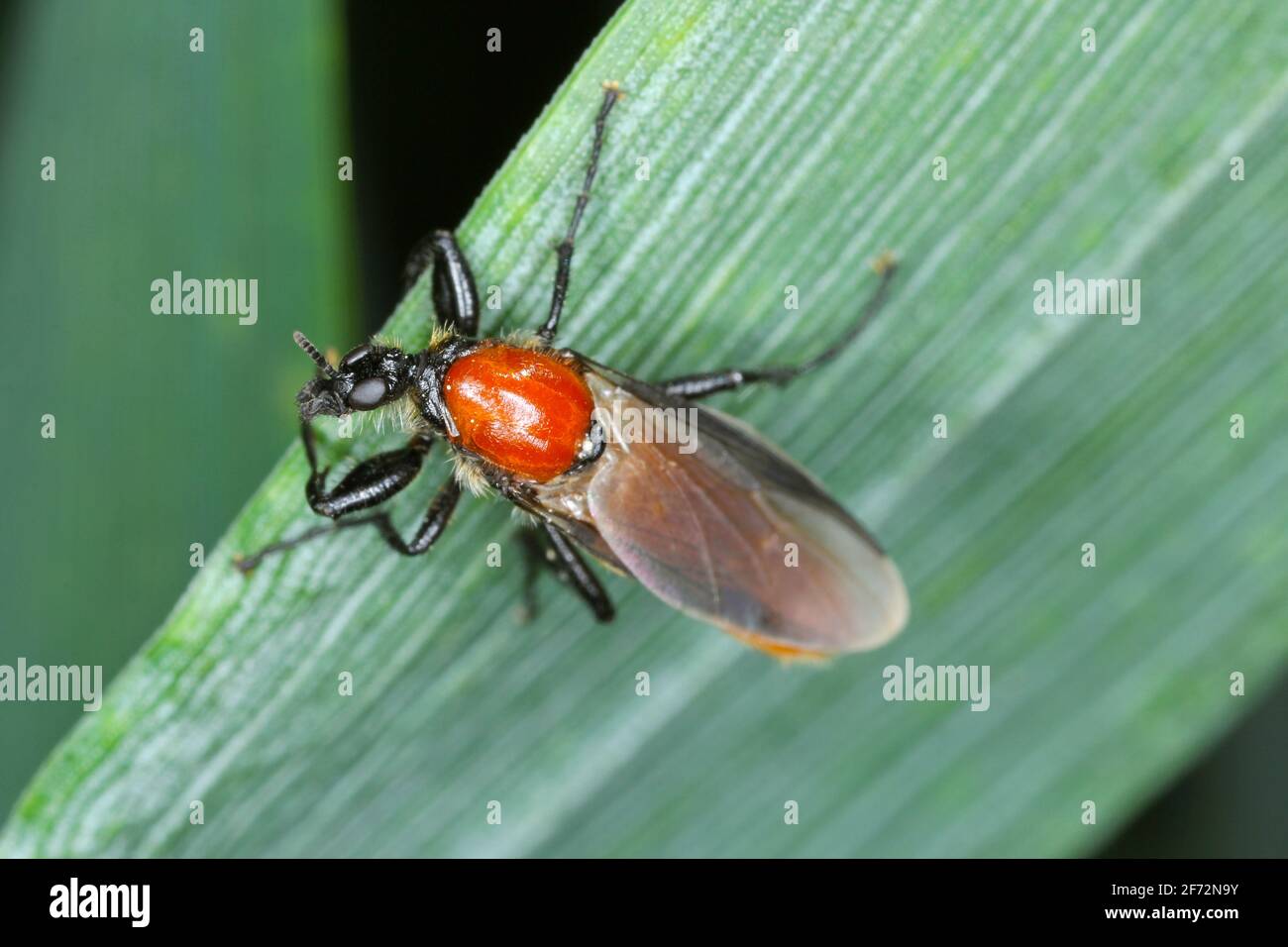 Bibio hortulanus is a fly from the family Bibionidae called March flies ...