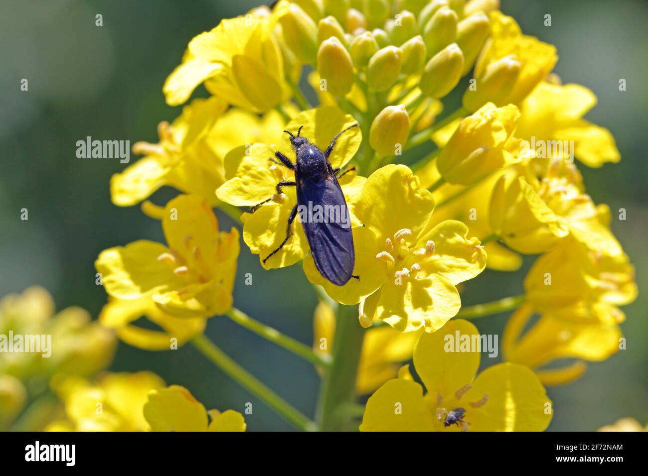 Bibio marci is a fly from the family Bibionidae called March flies and ...