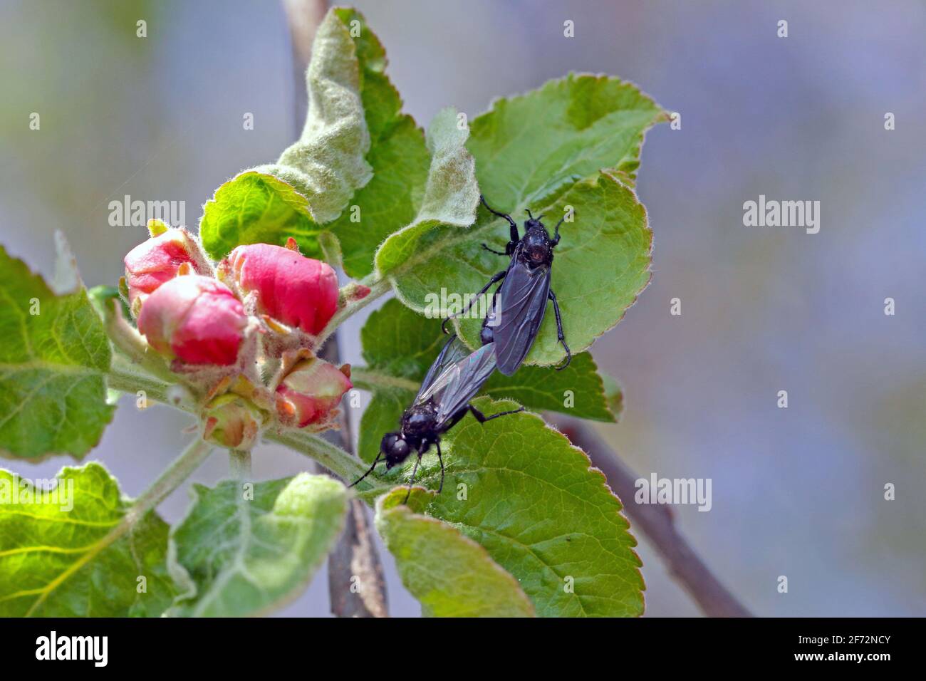 Bibio marci is a fly from the family Bibionidae called March flies and ...
