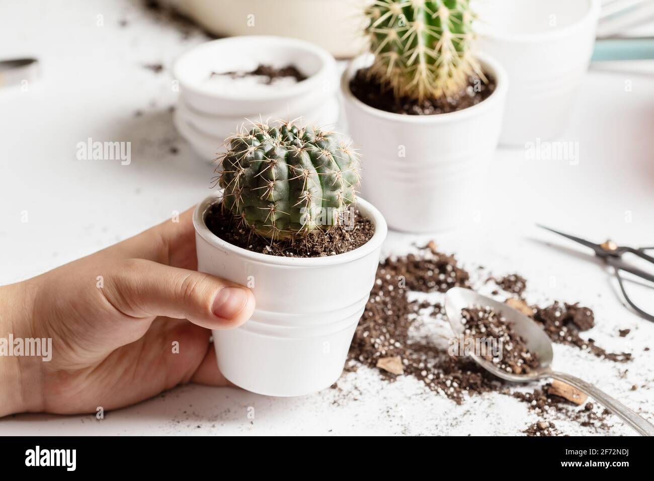 Process of replanting a cactus at home. Male hand holding a just ...