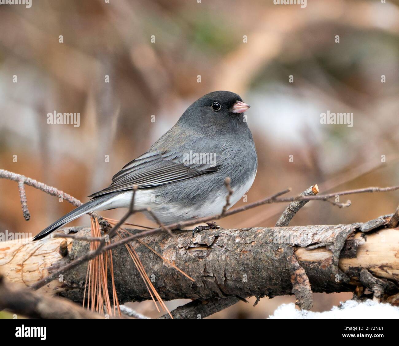 Junco female perched on a branch displaying grey feather plumage, head ...