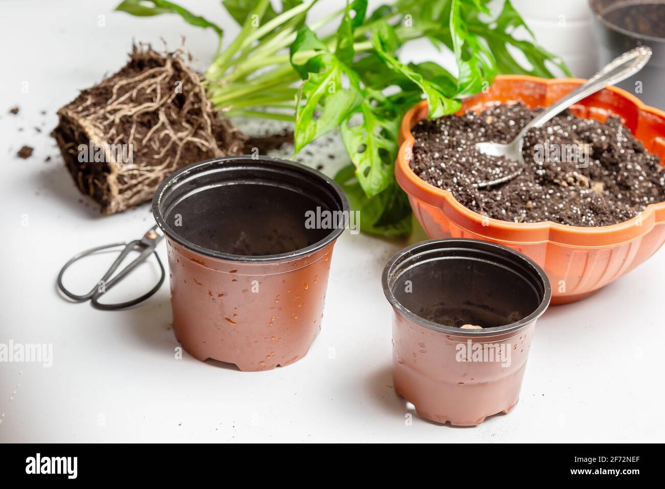 Transplanting monstera Monkey Maks or Monstera Adansonii into new pot ...