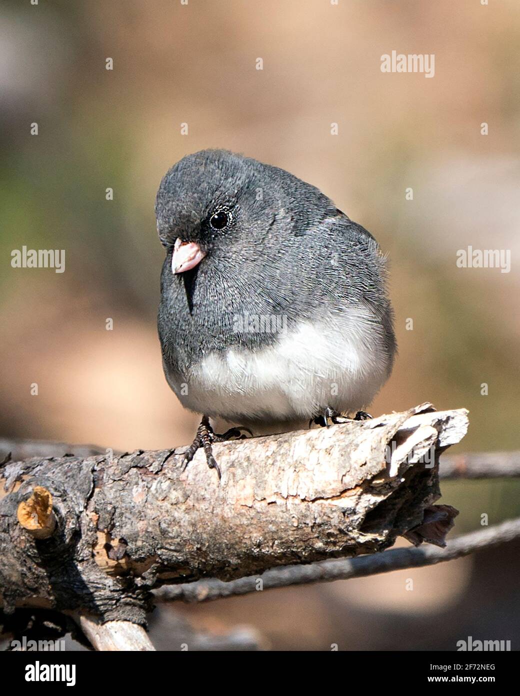 Junco bird perched on a branch displaying grey feather plumage, head ...