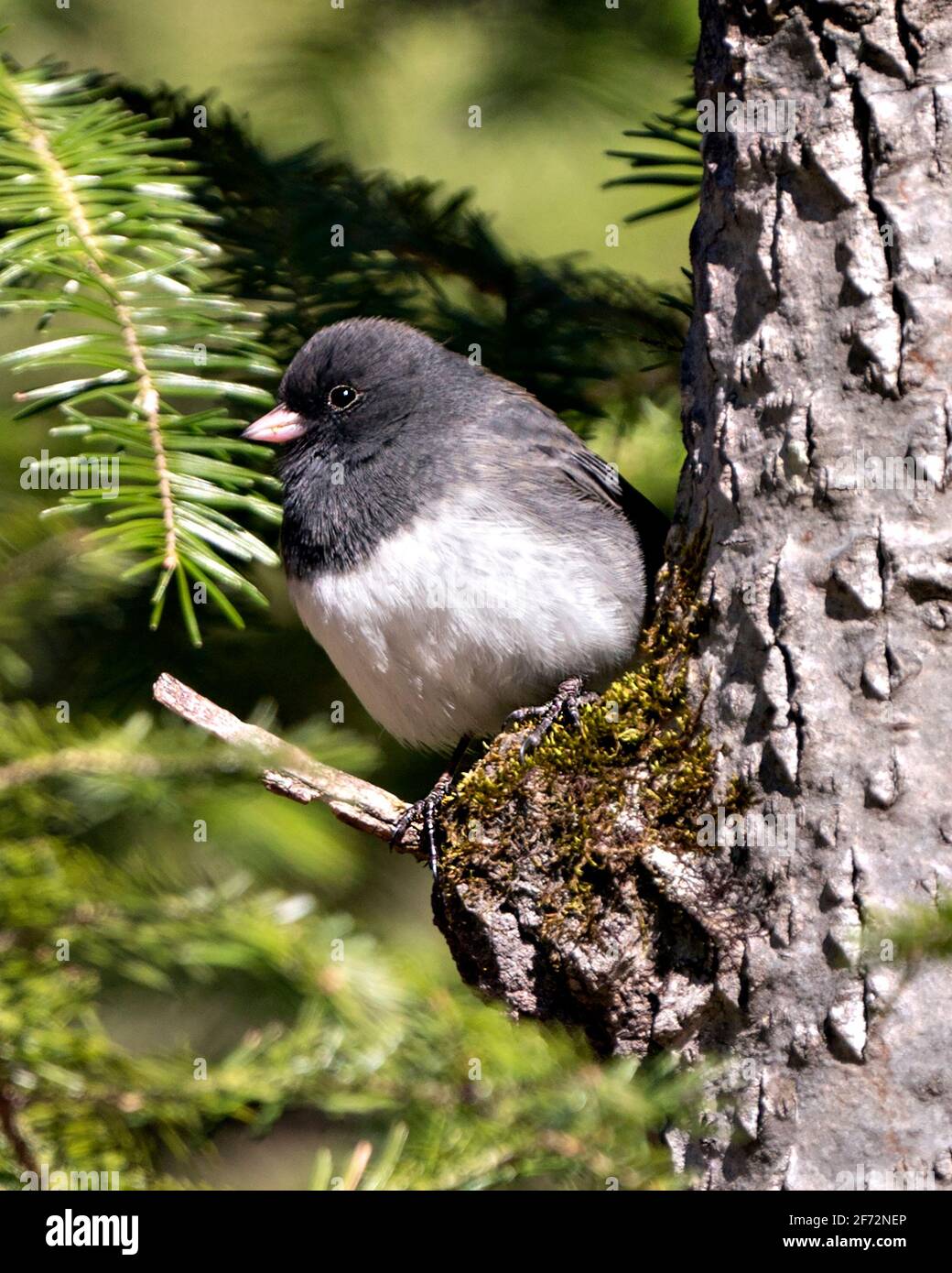 Junco bird perched on a branch displaying grey feather plumage, head ...