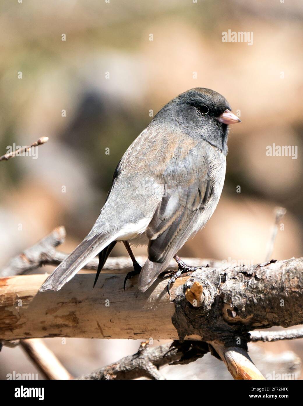 Junco book cover bird photo and image hi-res stock photography and ...