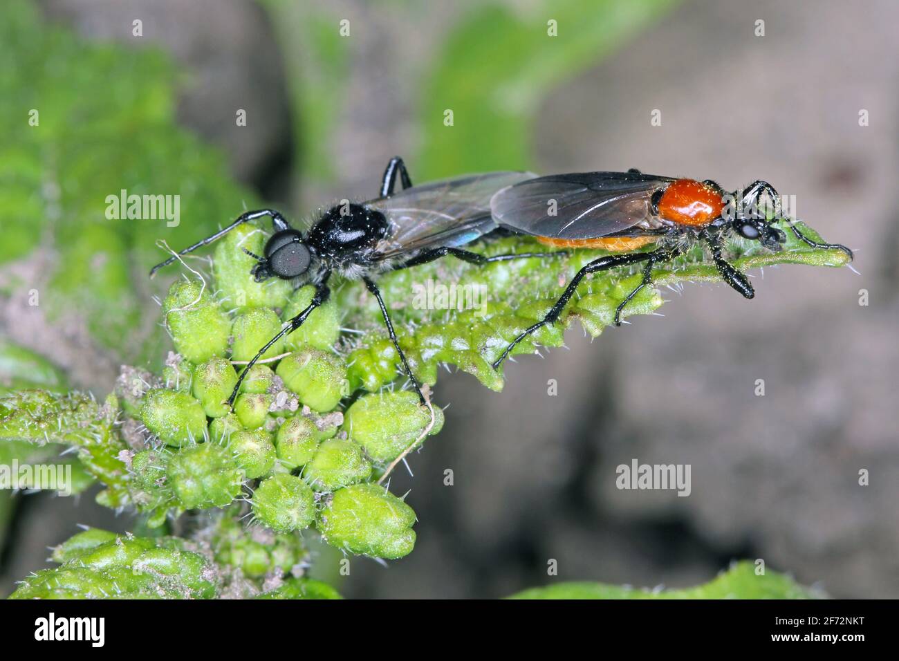 Bibio hortulanus is a fly from the family Bibionidae called March flies ...