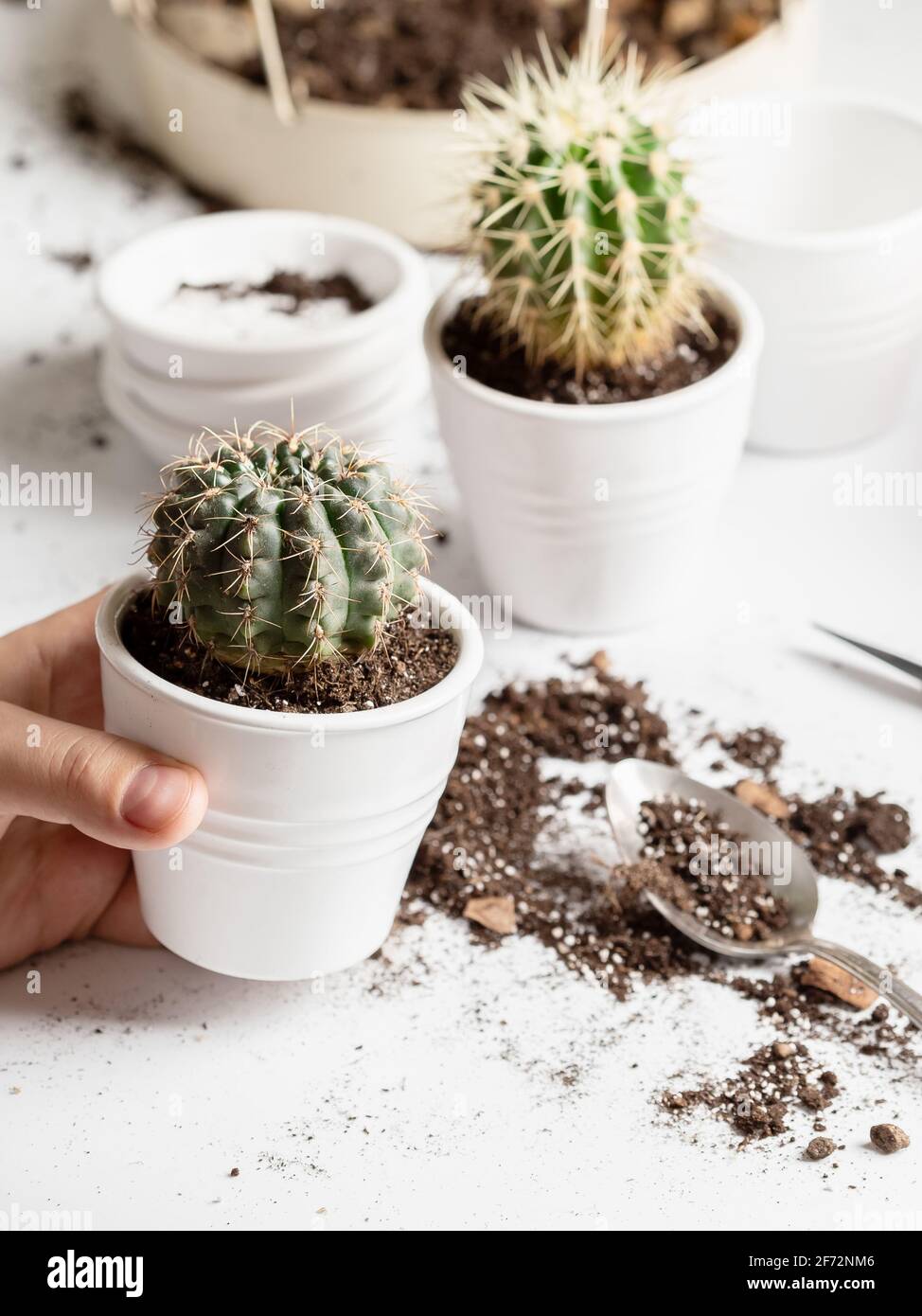 Hoseplant hi-res stock photography and images - Alamy