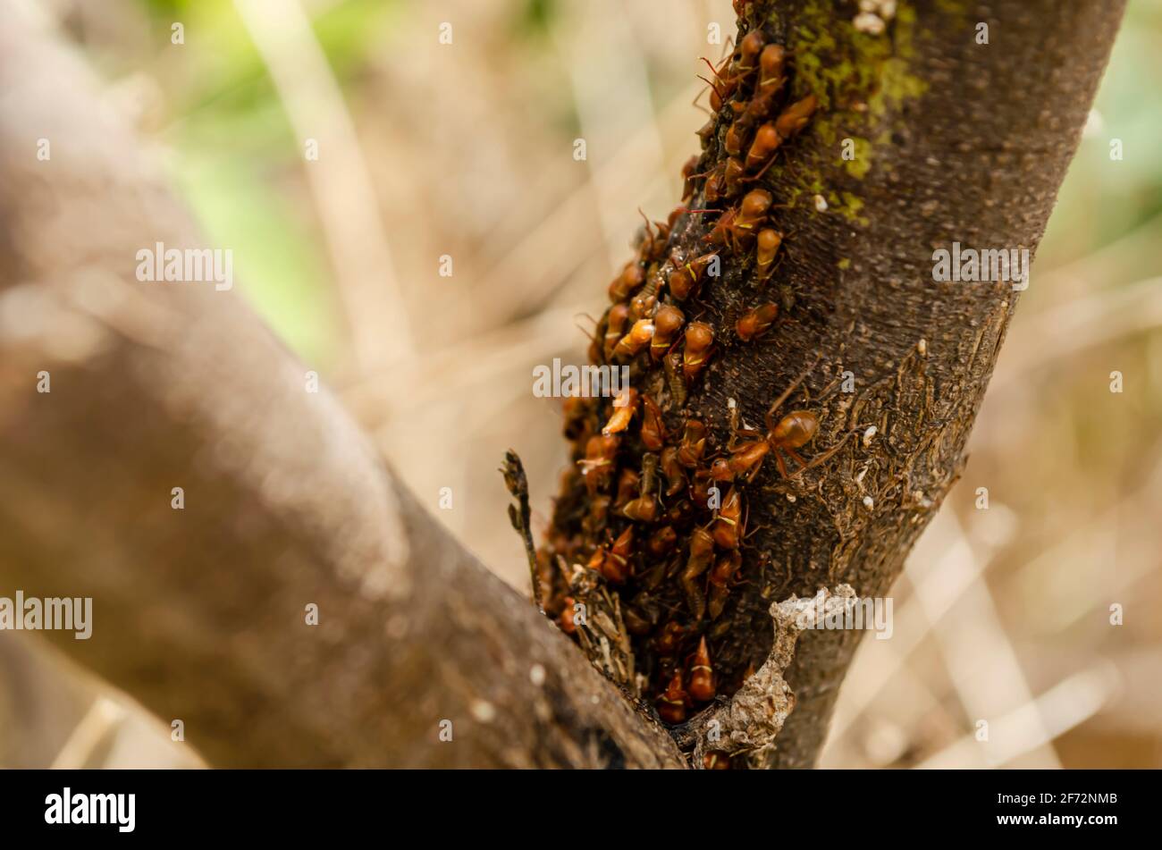 Ants on bark tree hi-res stock photography and images - Alamy