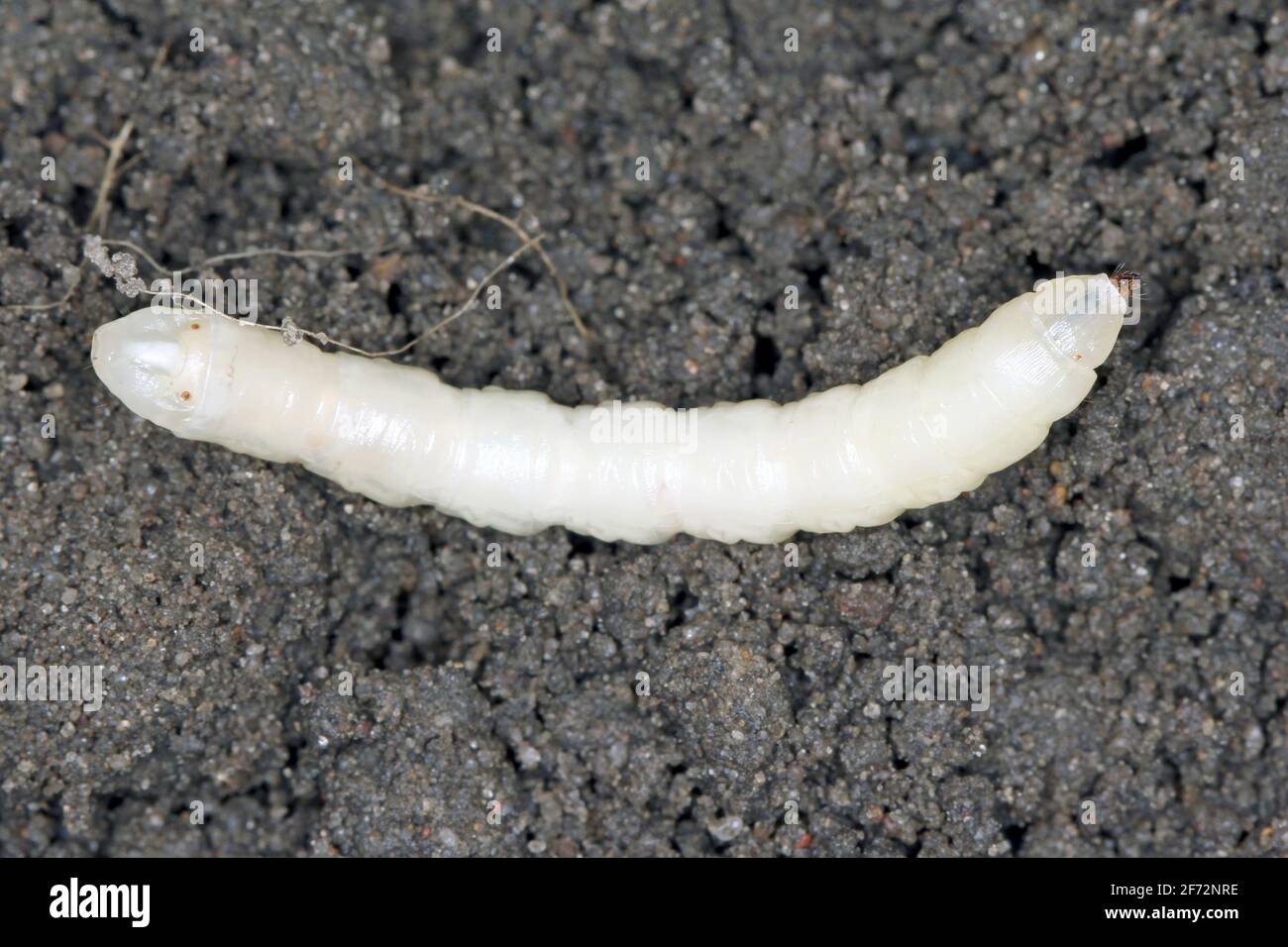 Larva on soil of Crane fly is a common name referring to any member of ...