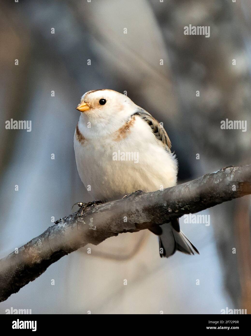 Snow bunting bird close-up view, perched on a tree branch with a blur ...