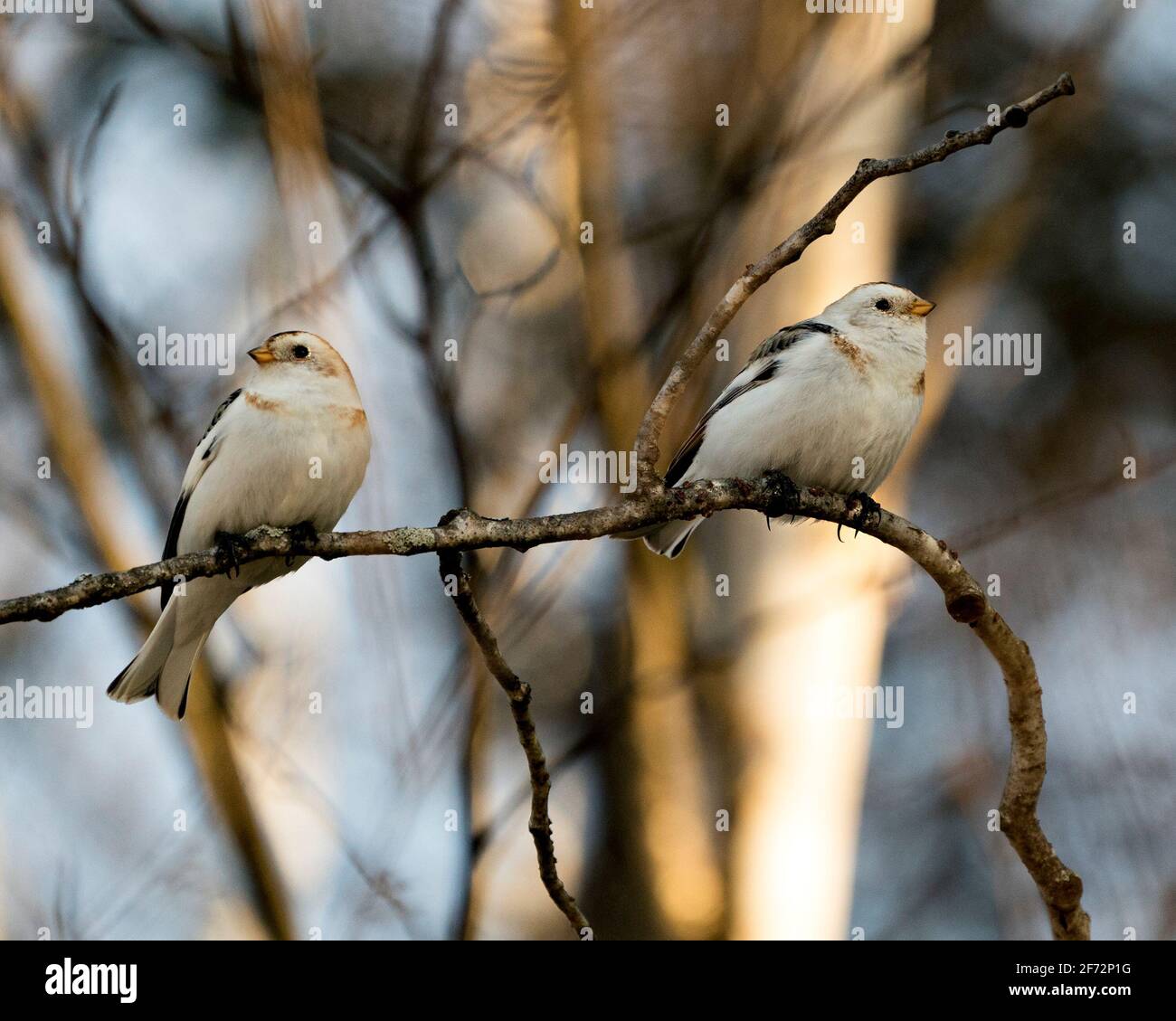 Snow bunting birds perched on a tree branch with a blur background and ...