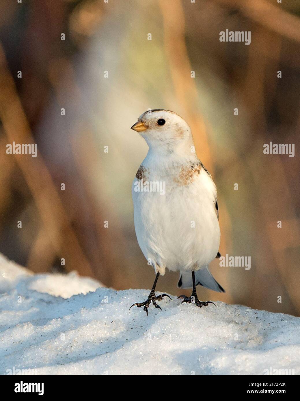 Snow bunting bird close-up profile front view, standing on snow with a ...