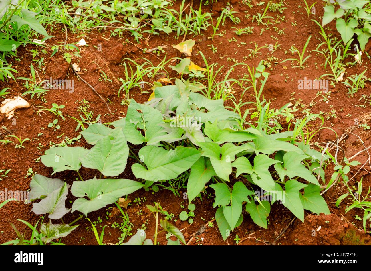 Sweet potato vine hi-res stock photography and images - Alamy