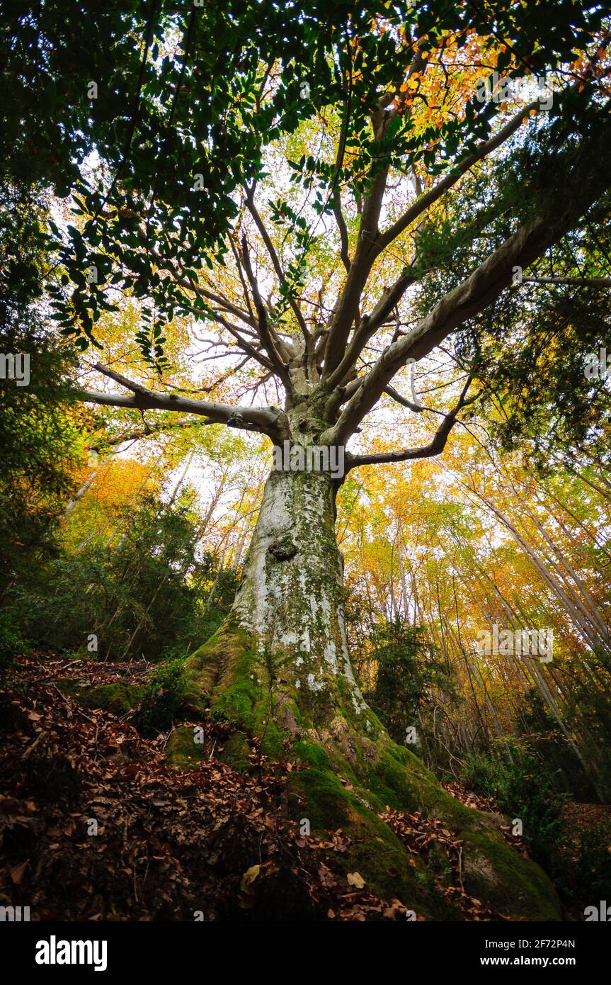 Planta de haya hi-res stock photography and images - Alamy