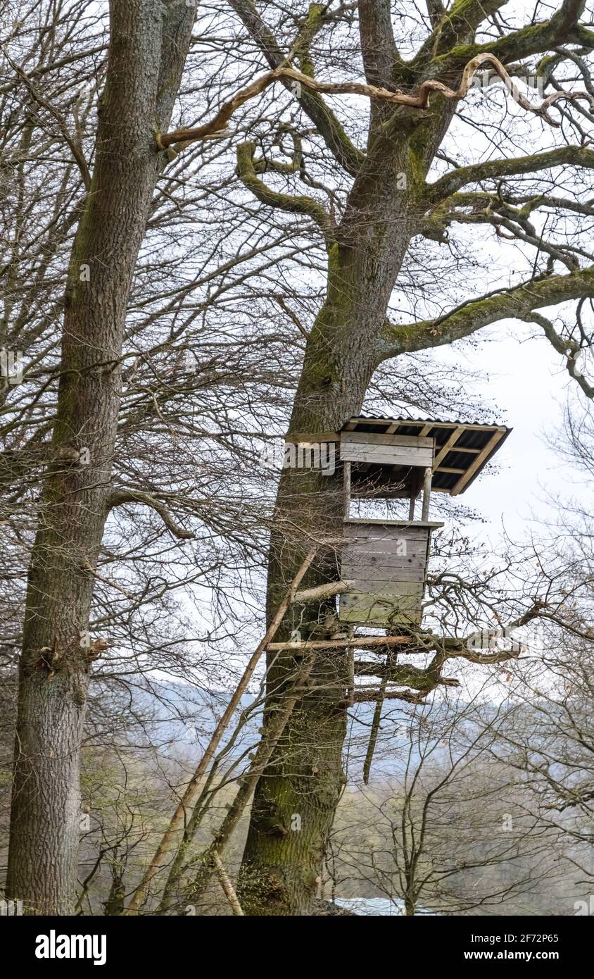 Wooden raised hide with ladder for hunting and observation of wildlife ...