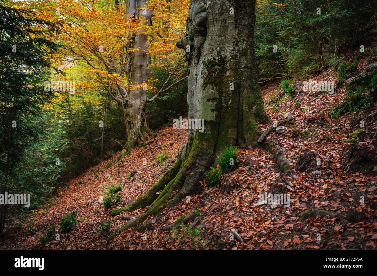Monumental trees in the Gresolet beech forest, in autumn. They are ...