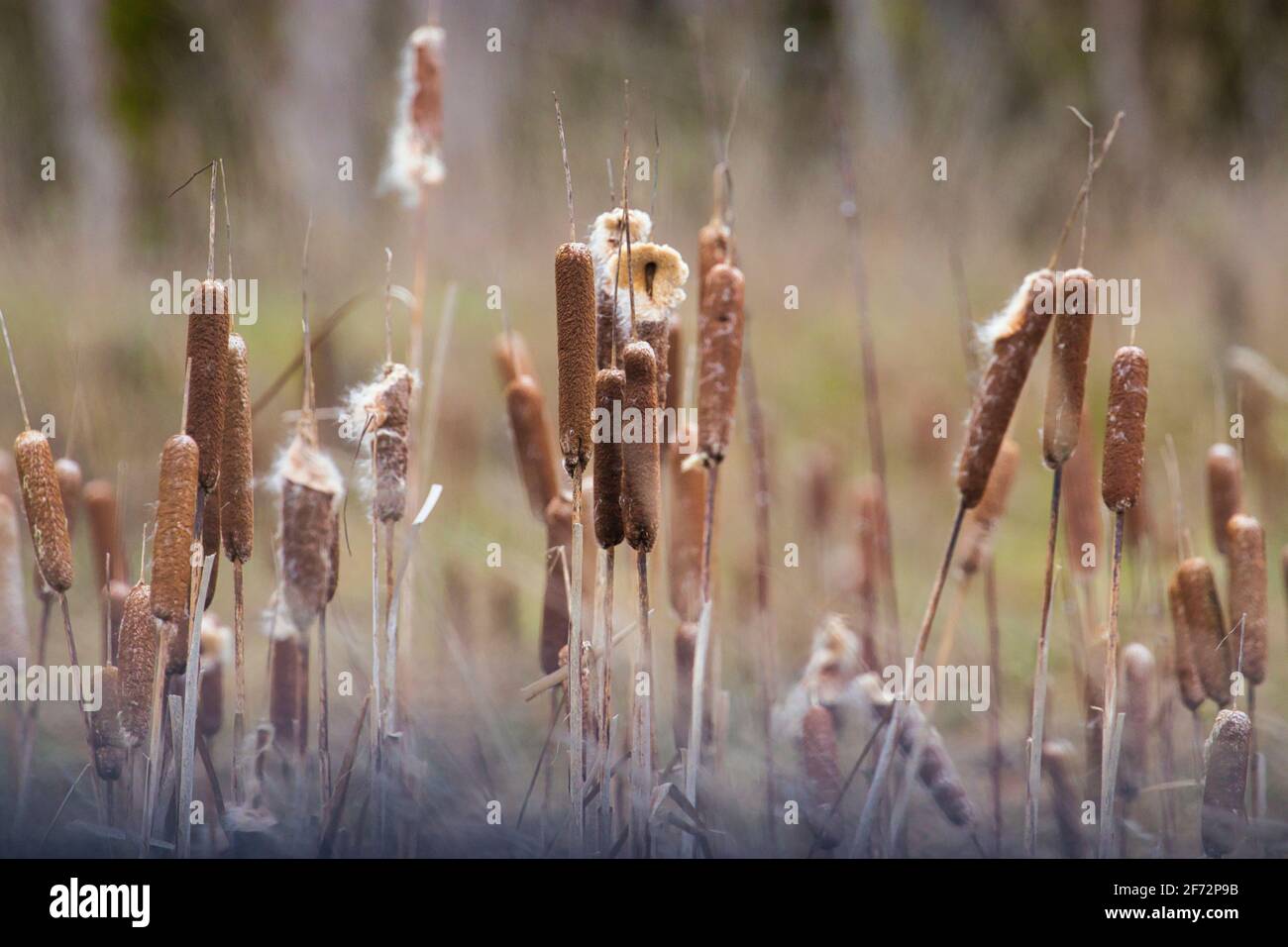 golden yellow cattail reeds going to seed in an autumn pond Stock Photo ...
