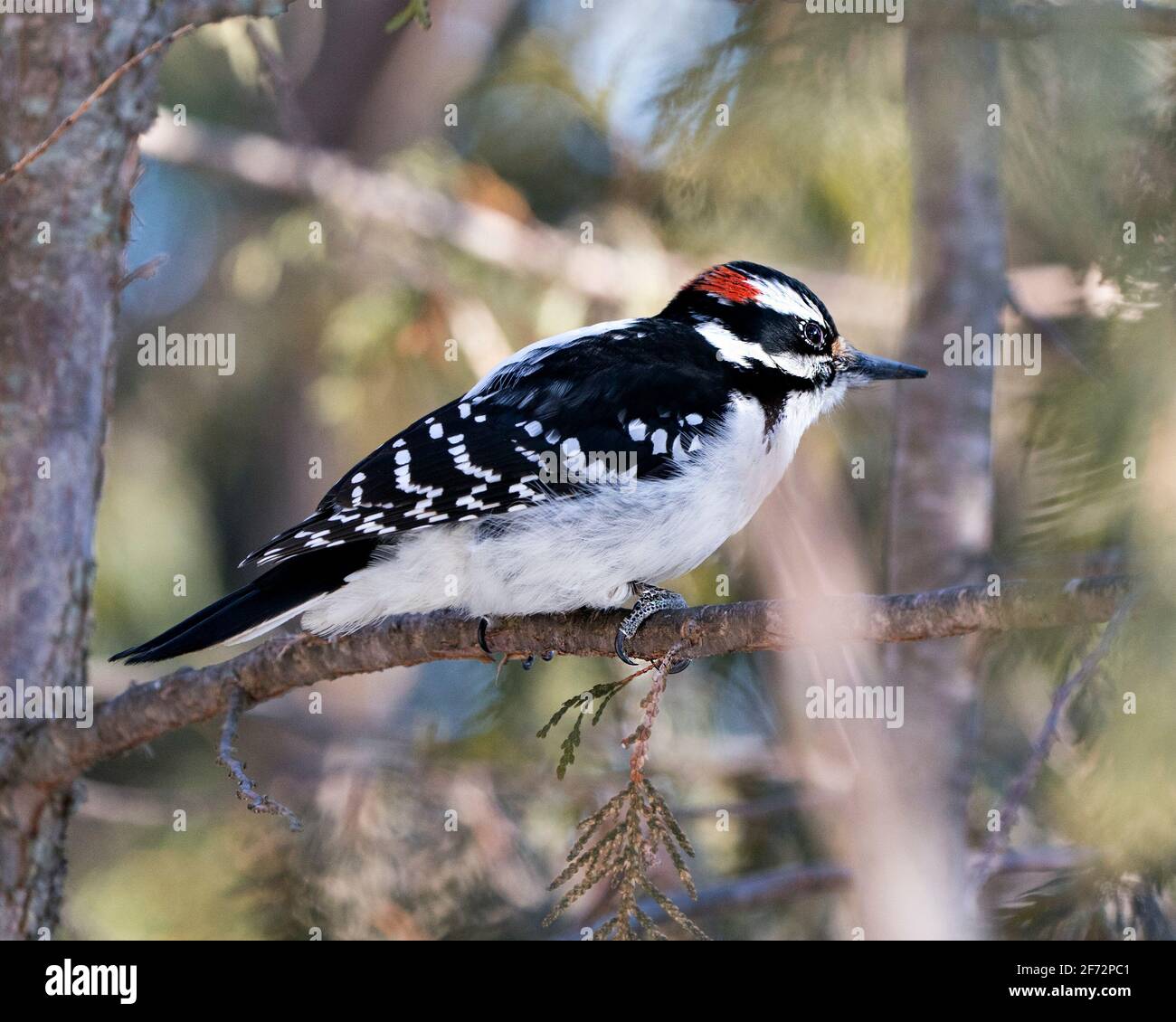 Woodpecker close-up profile side view perched displaying feather ...