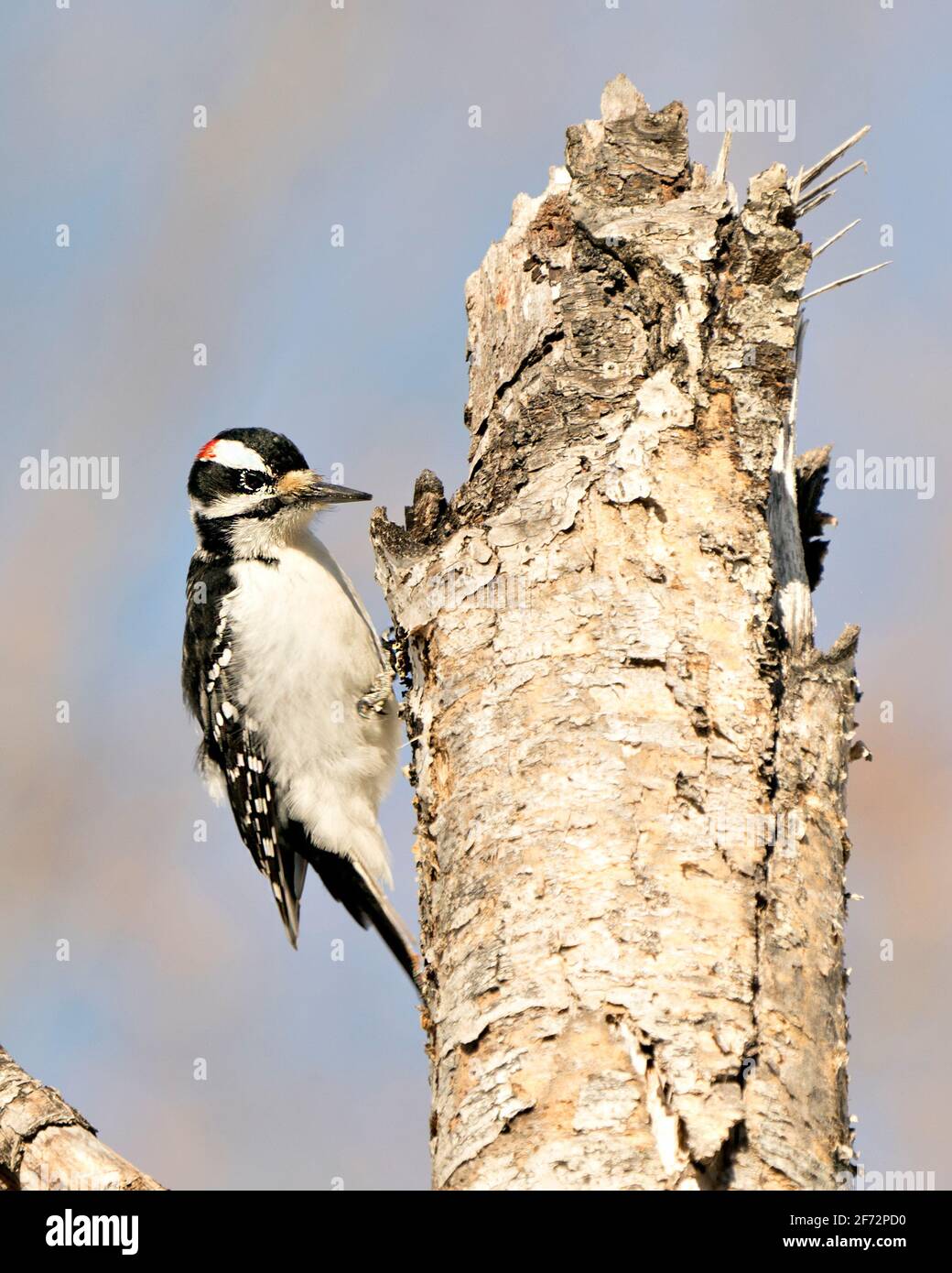 Woodpecker close-up profile view on top of a tree and displaying ...