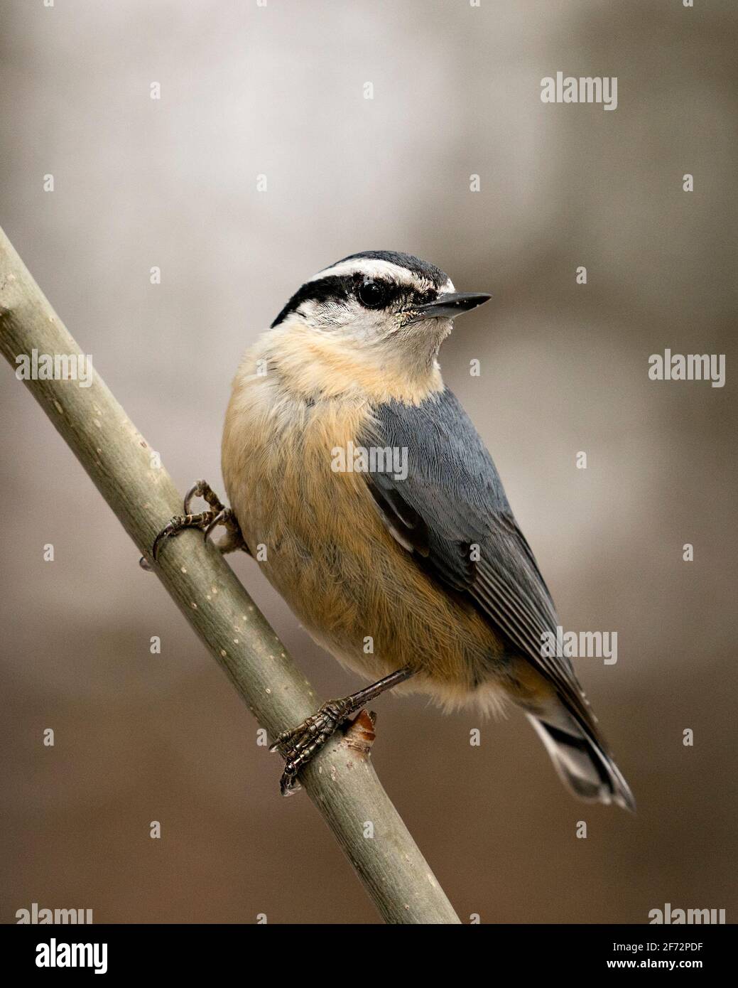 Nuthatch spectacular image hi-res stock photography and images - Alamy