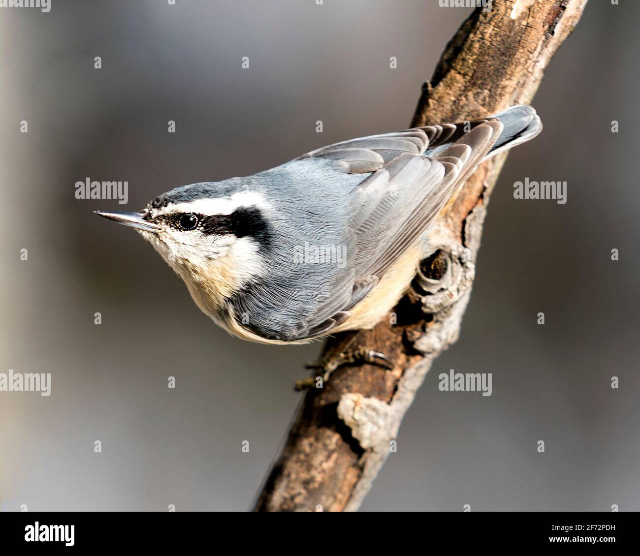 Nuthatch close-up profile view perched on a tree branch in its ...