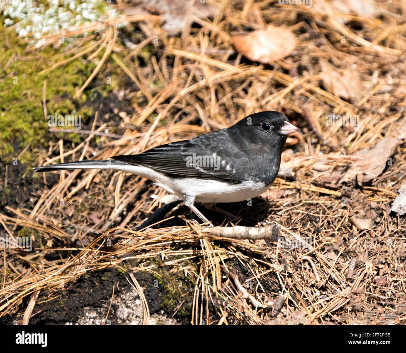 Junco bird female standing on ground with a blur background and ...