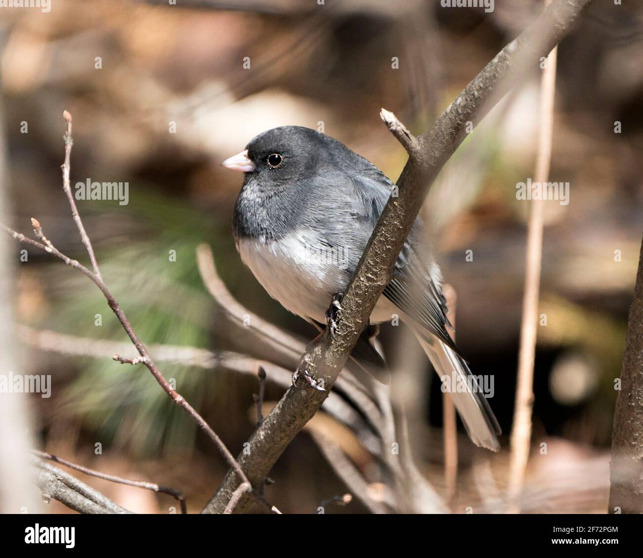Dark eyed junco bird photo and image hi-res stock photography and ...