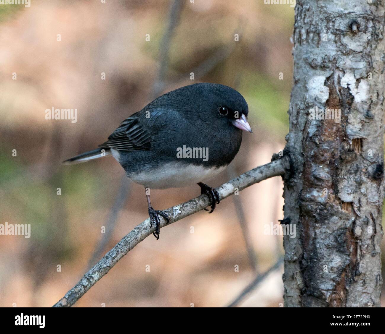 Junco male perched on a branch displaying grey feather plumage, head ...