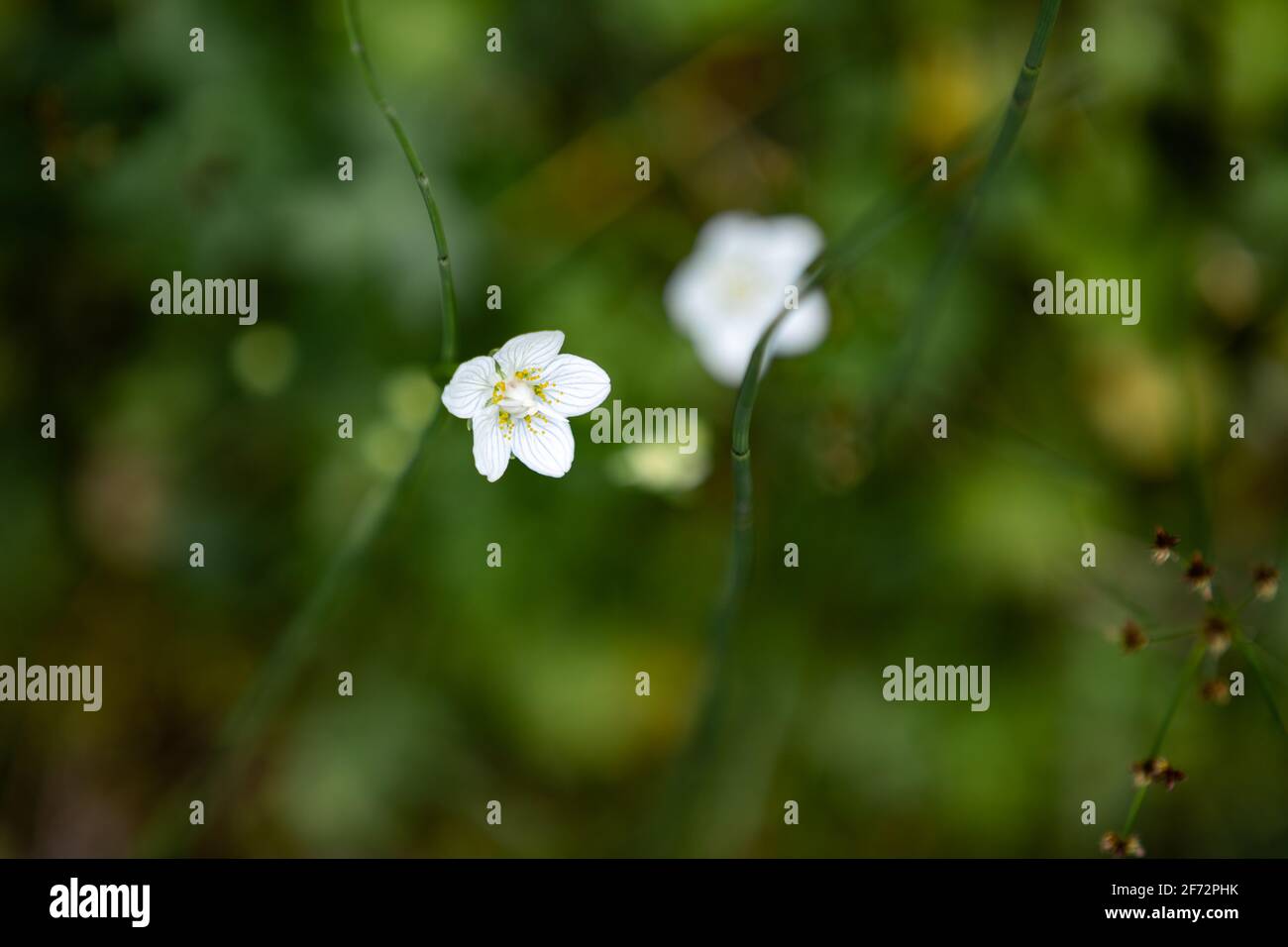 Small white flower along the hiking area Alpenrosenweg in Saint Anton ...