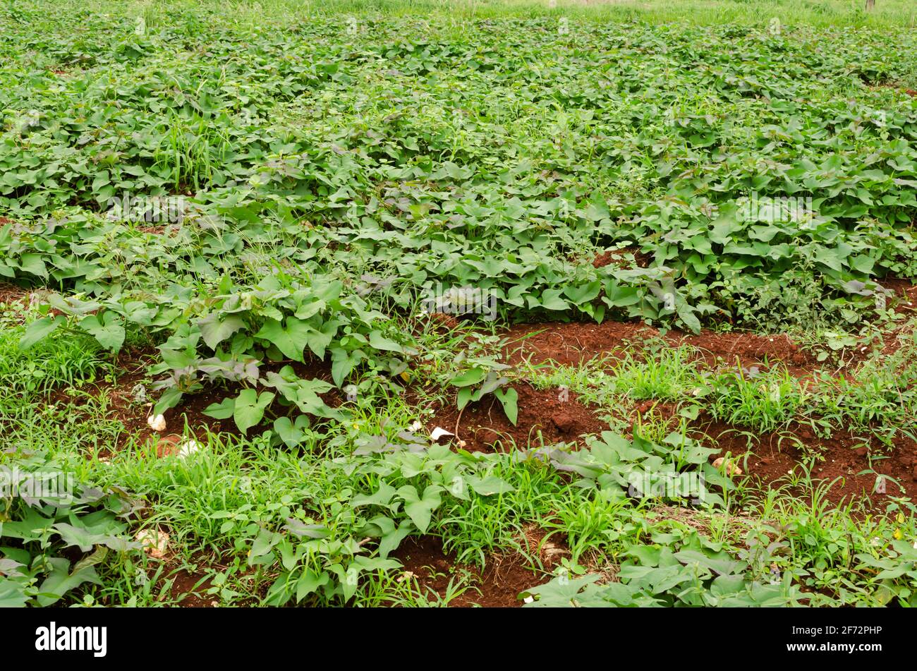 Sweet Potato Garden Stock Photo - Alamy