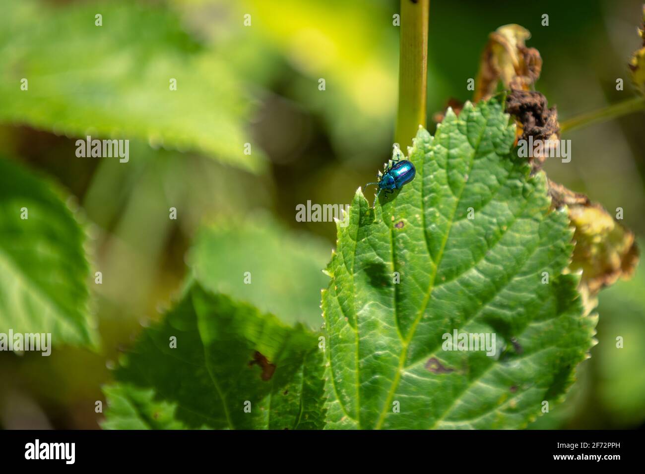 Green beetle hi-res stock photography and images - Alamy
