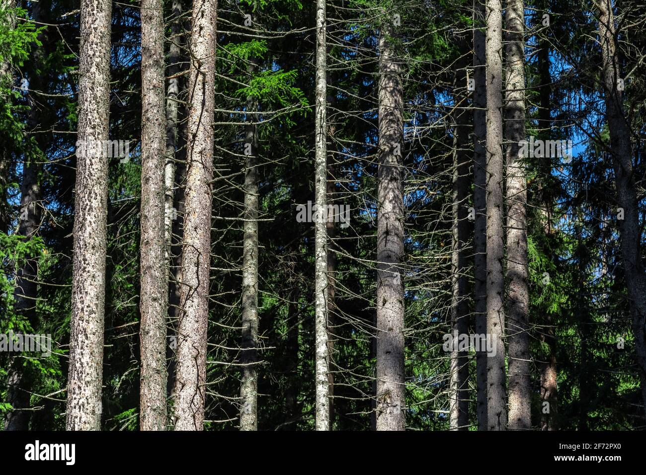 Straight tree trunks hi-res stock photography and images - Alamy