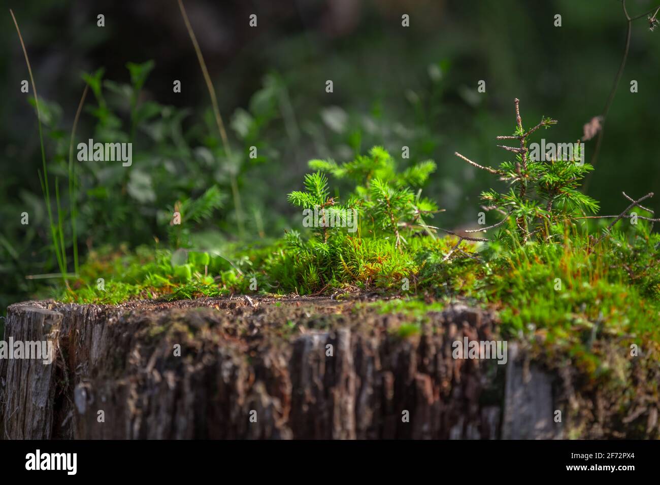 Pine tree grows from a cut tree trunk Stock Photo - Alamy
