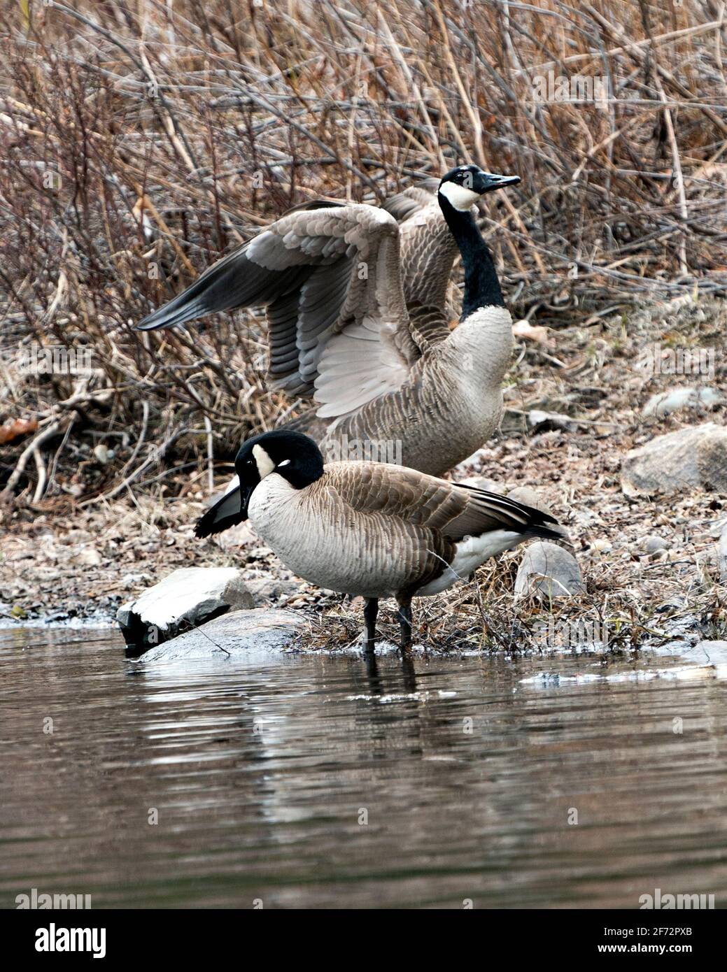 Couple flapping wings hi-res stock photography and images - Alamy