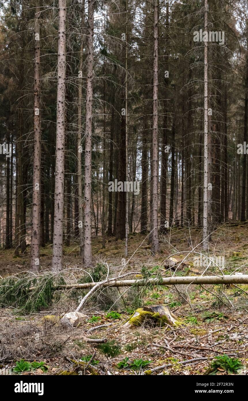 Coniferae hi-res stock photography and images - Alamy