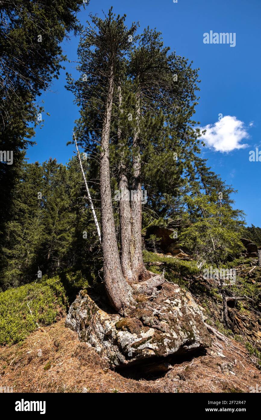 Roots in stone hi-res stock photography and images - Alamy