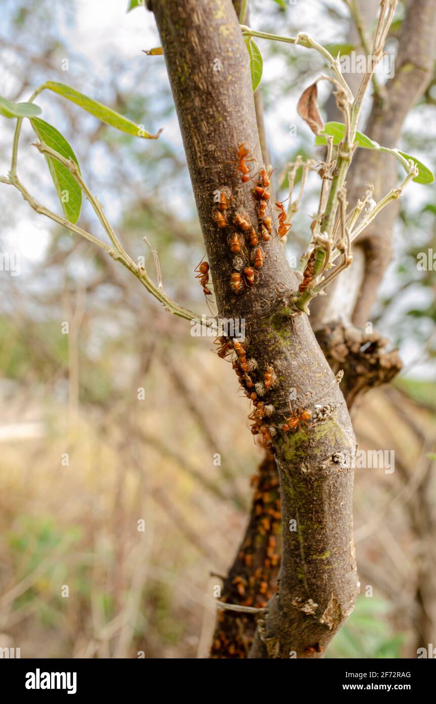 Ants On Tree Bark Stock Photo - Alamy