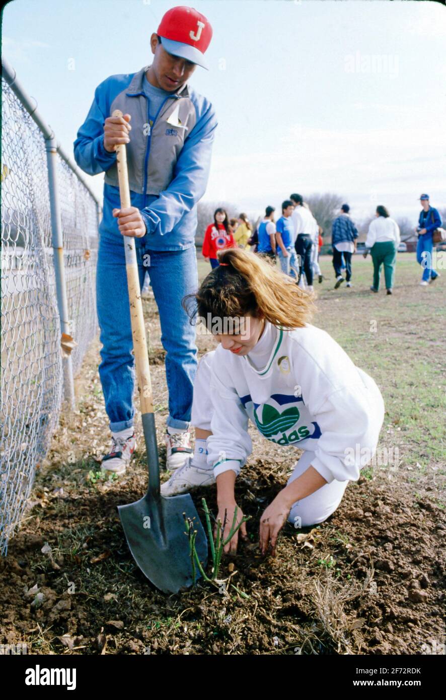 Austin, TX USA: Hispanic teens doing volunteer community service plant ...