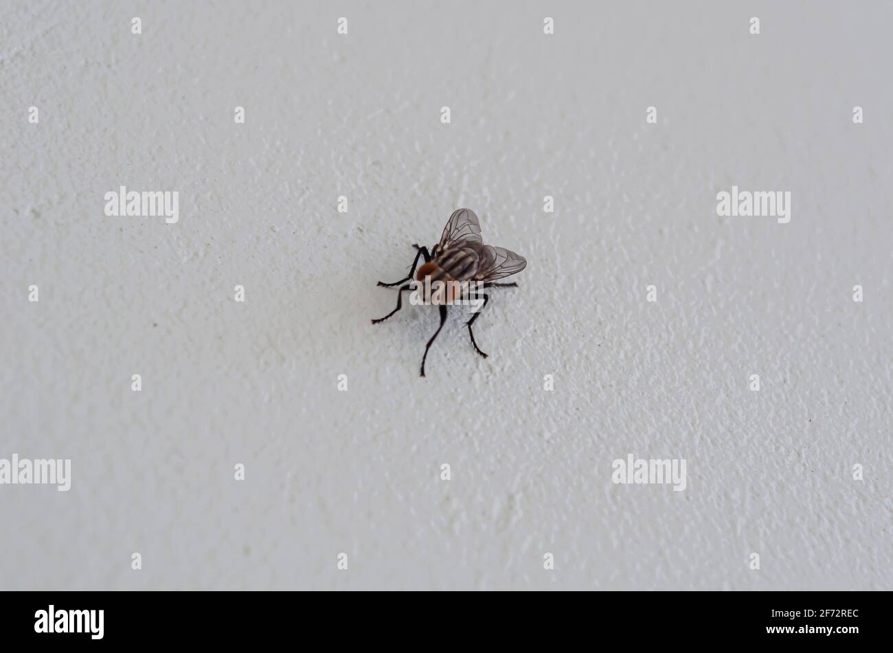 Fly on the wall hi-res stock photography and images - Alamy