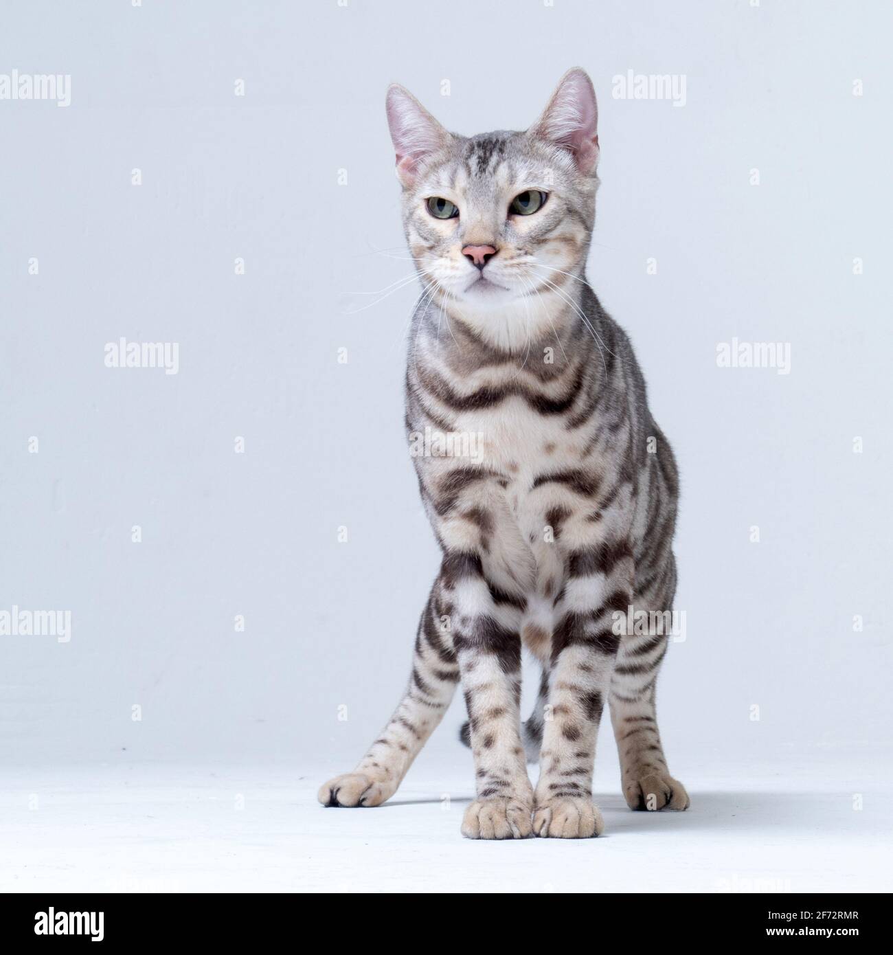 Silver Bengal Cat in studio Stock Photo - Alamy