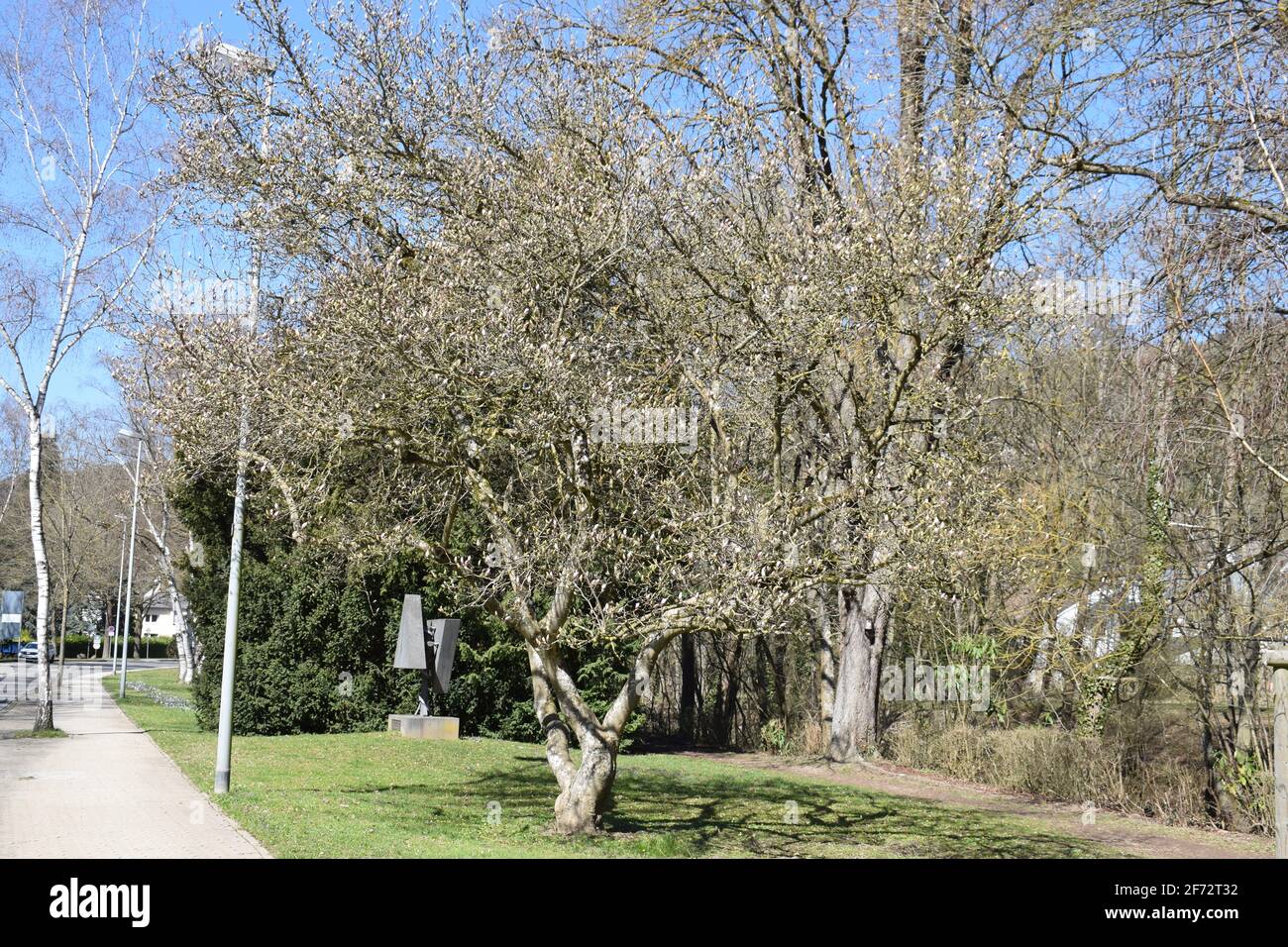 small park with magnolia tree Stock Photo - Alamy