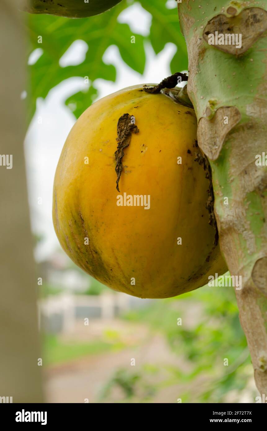 Pawpaw plant hi-res stock photography and images - Alamy