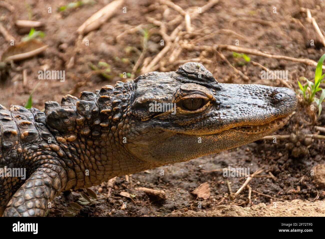 Baby close up close up hi-res stock photography and images - Alamy