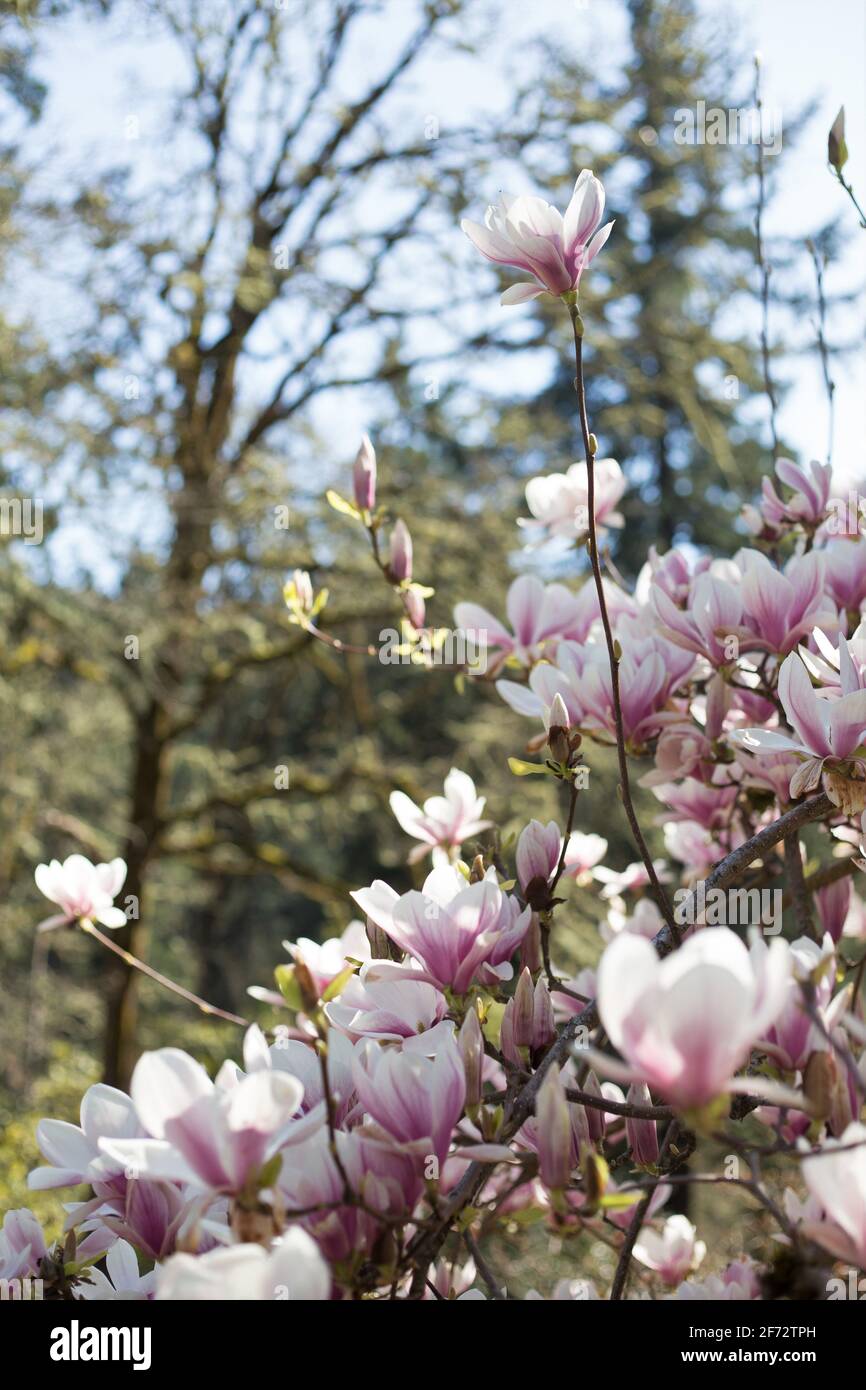 Magnolia tree blossoms in hi-res stock photography and images - Alamy