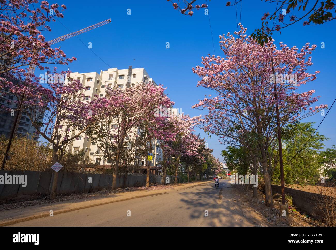 Pink trumpet bangalore hi-res stock photography and images - Alamy